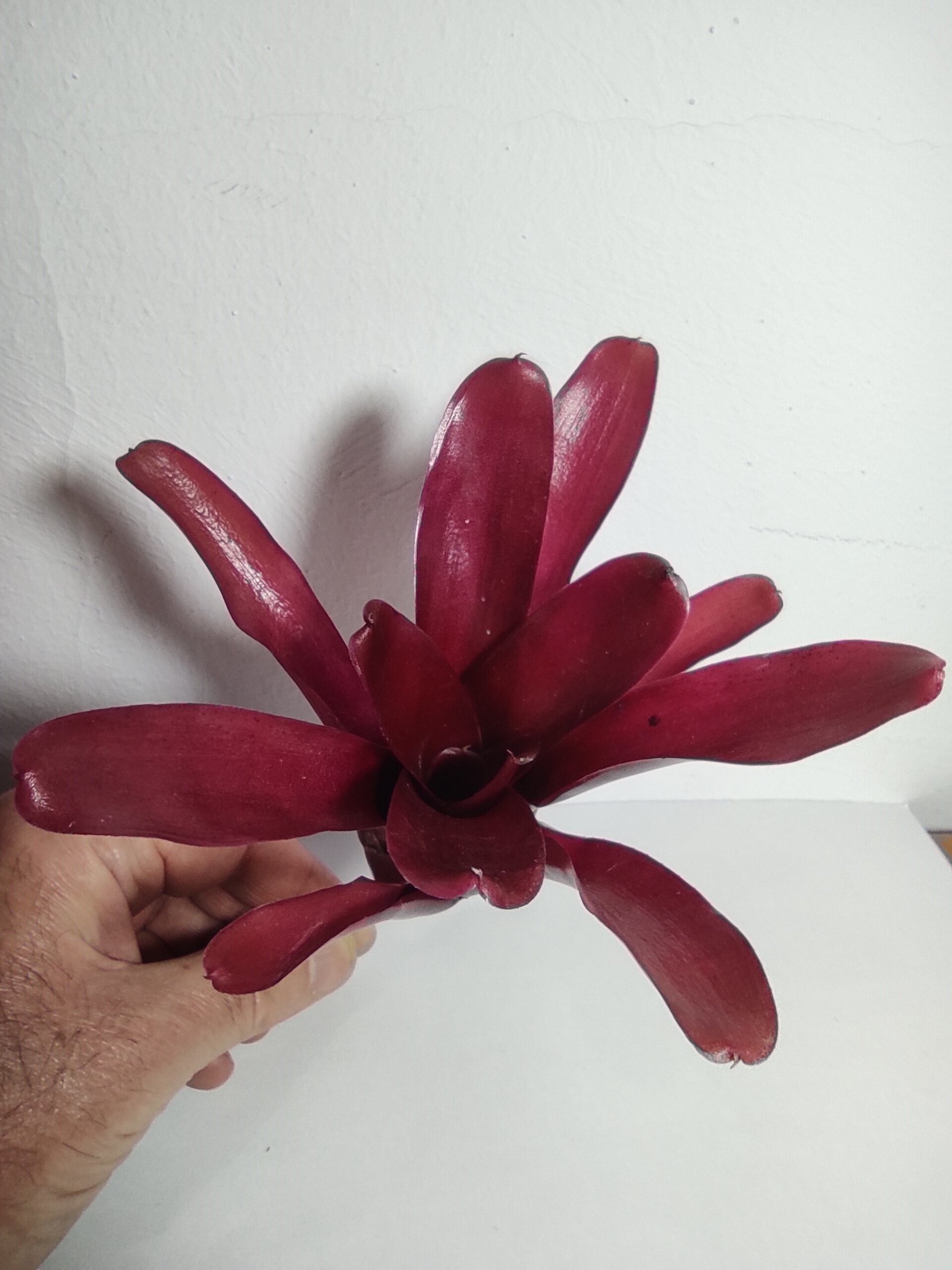 Neoregelia 'Super Fireball' | Curiosarium